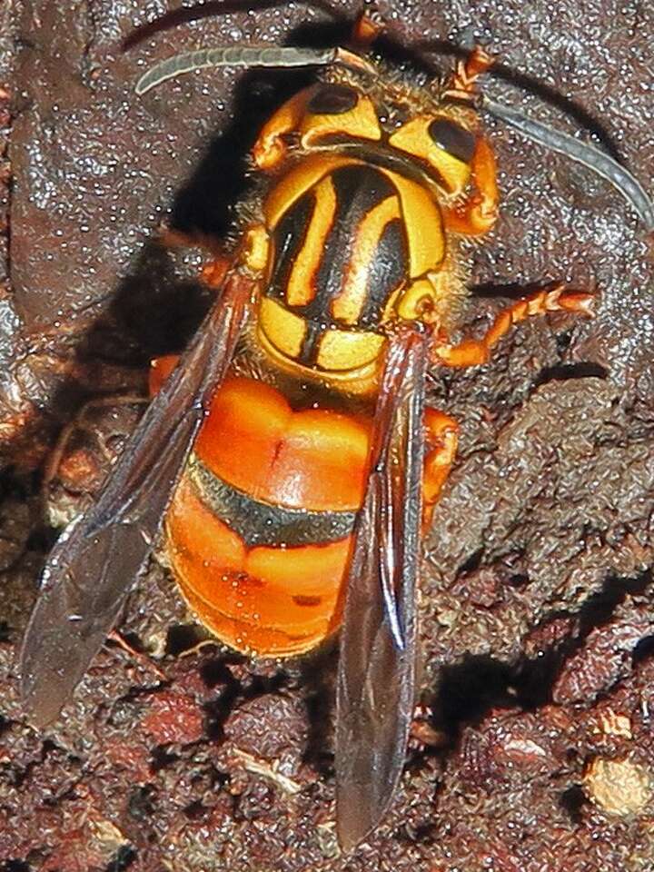 Southern yellowjackets are in CT. What to know about the wasp.