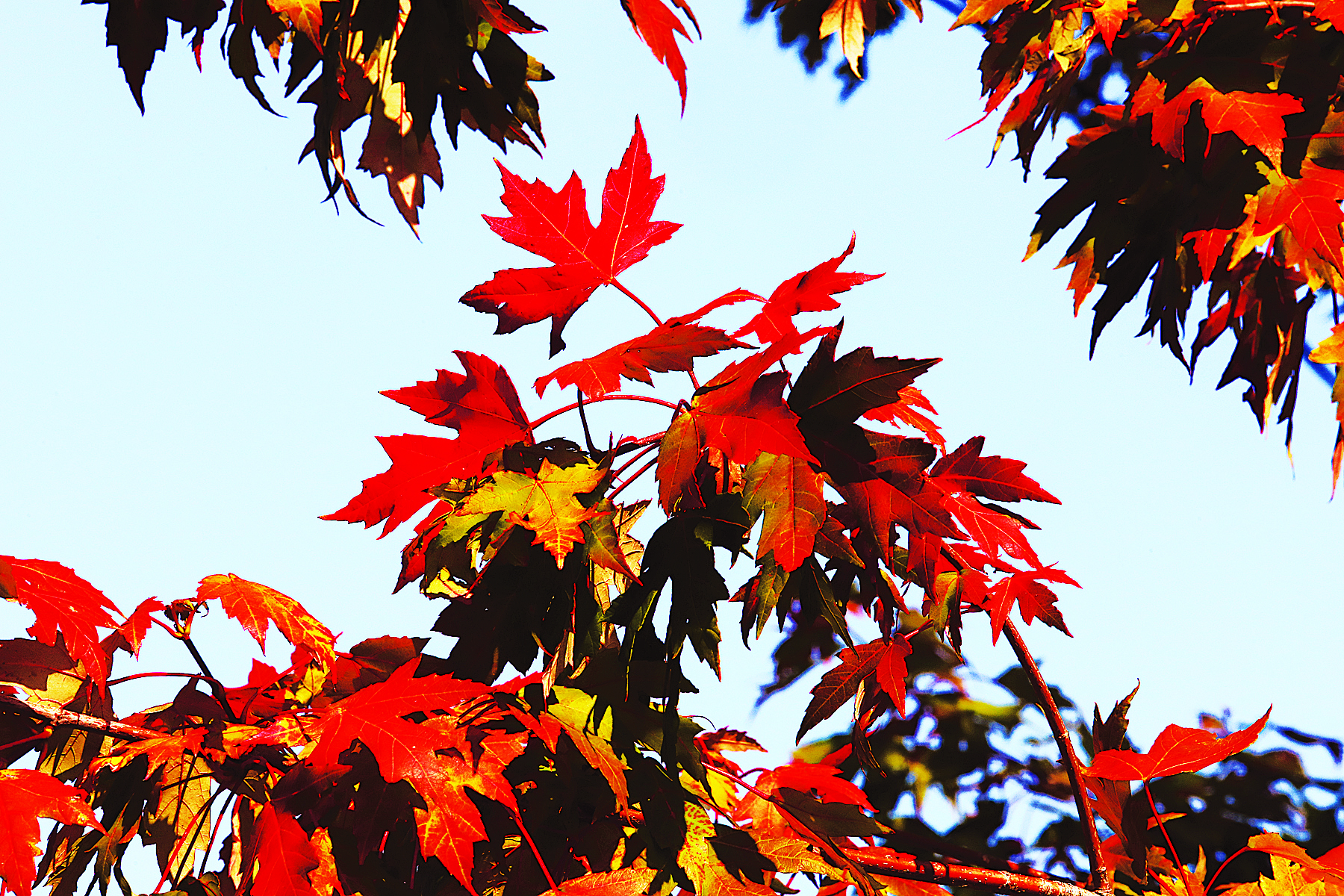 Early-changing tree shows vibrant fall colors in Illinois