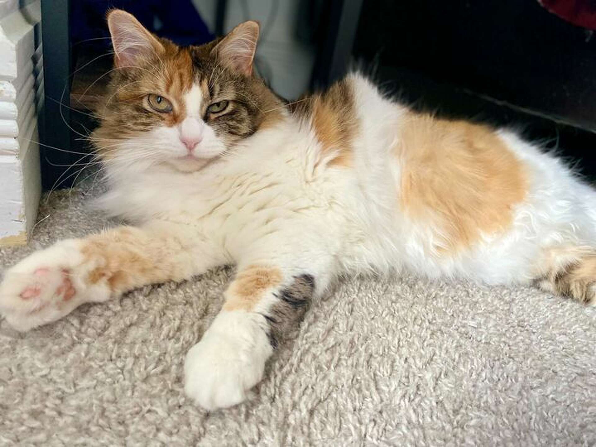 I'm a cat. Why did we become politicized in the 2024 election?