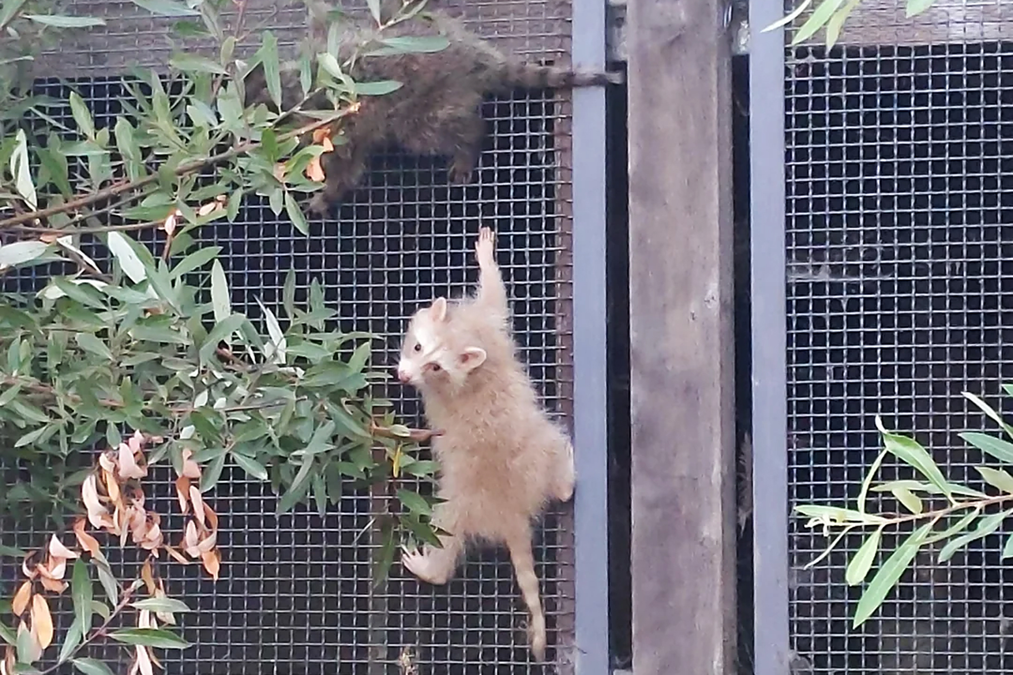 Rare, spectral animal seen climbing a wall near Oakland's Lake Merritt