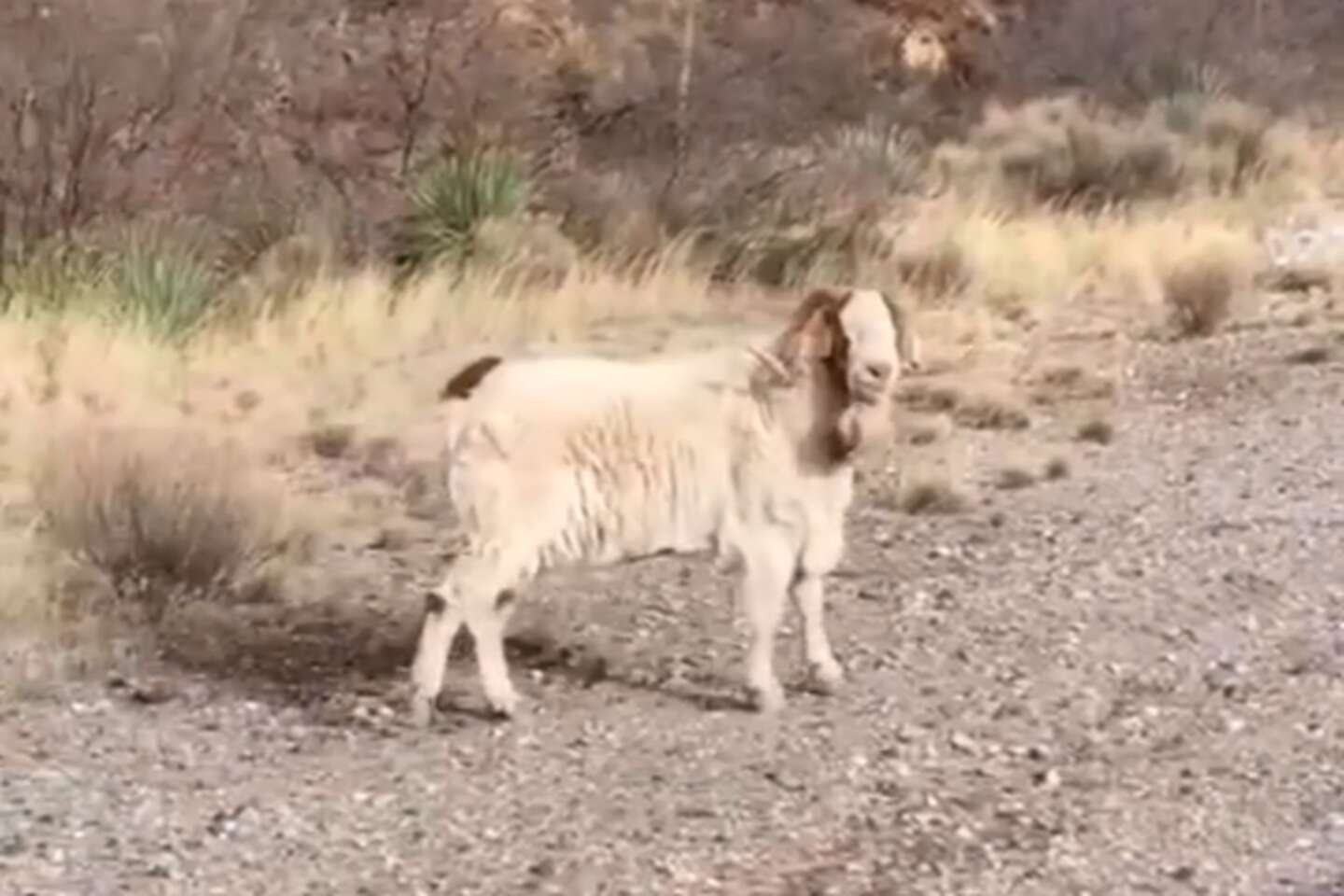 Wildlife officials under fire for death of popular Texas goat