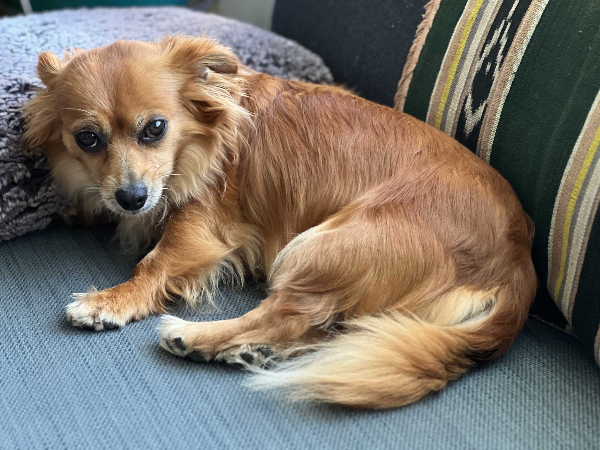 Being childless dog owner may be selfish, but it’s not destroying U.S.