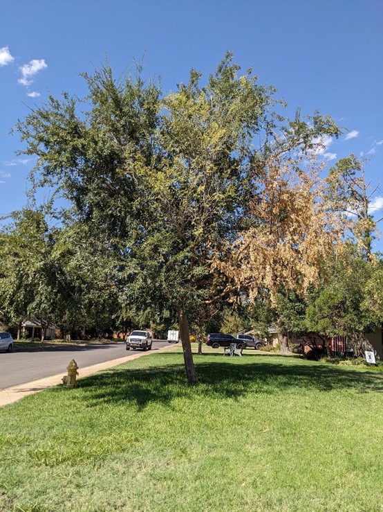 Help your trees recover from drought and extreme heat