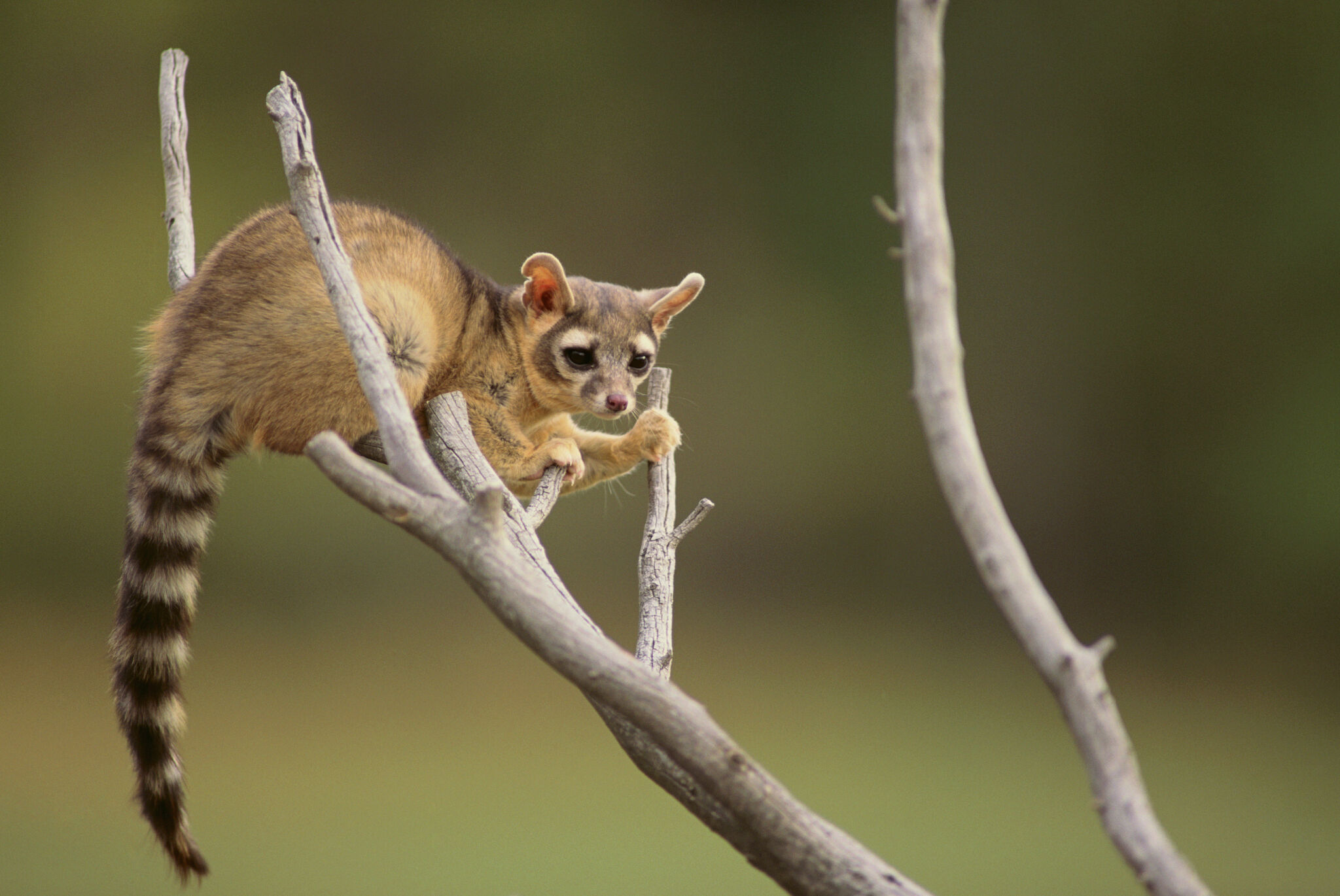 Texas park rangers get rare glimpse of the elusive ringtail