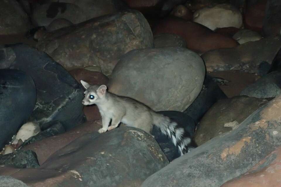 Texas park rangers get rare glimpse of the elusive ringtail