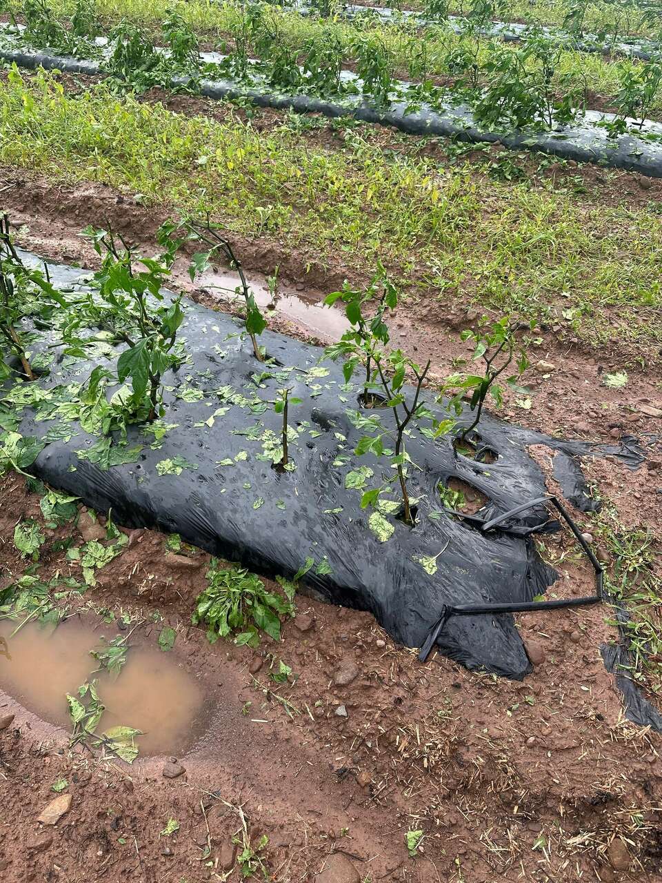 CT farmer headed to Washington D.C. after farm decimated by hail