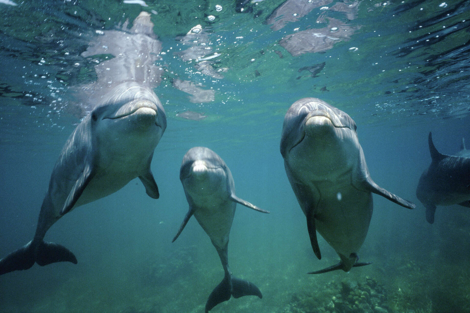 Dolphins spotted in Long Island Sound off Connecticut's coast