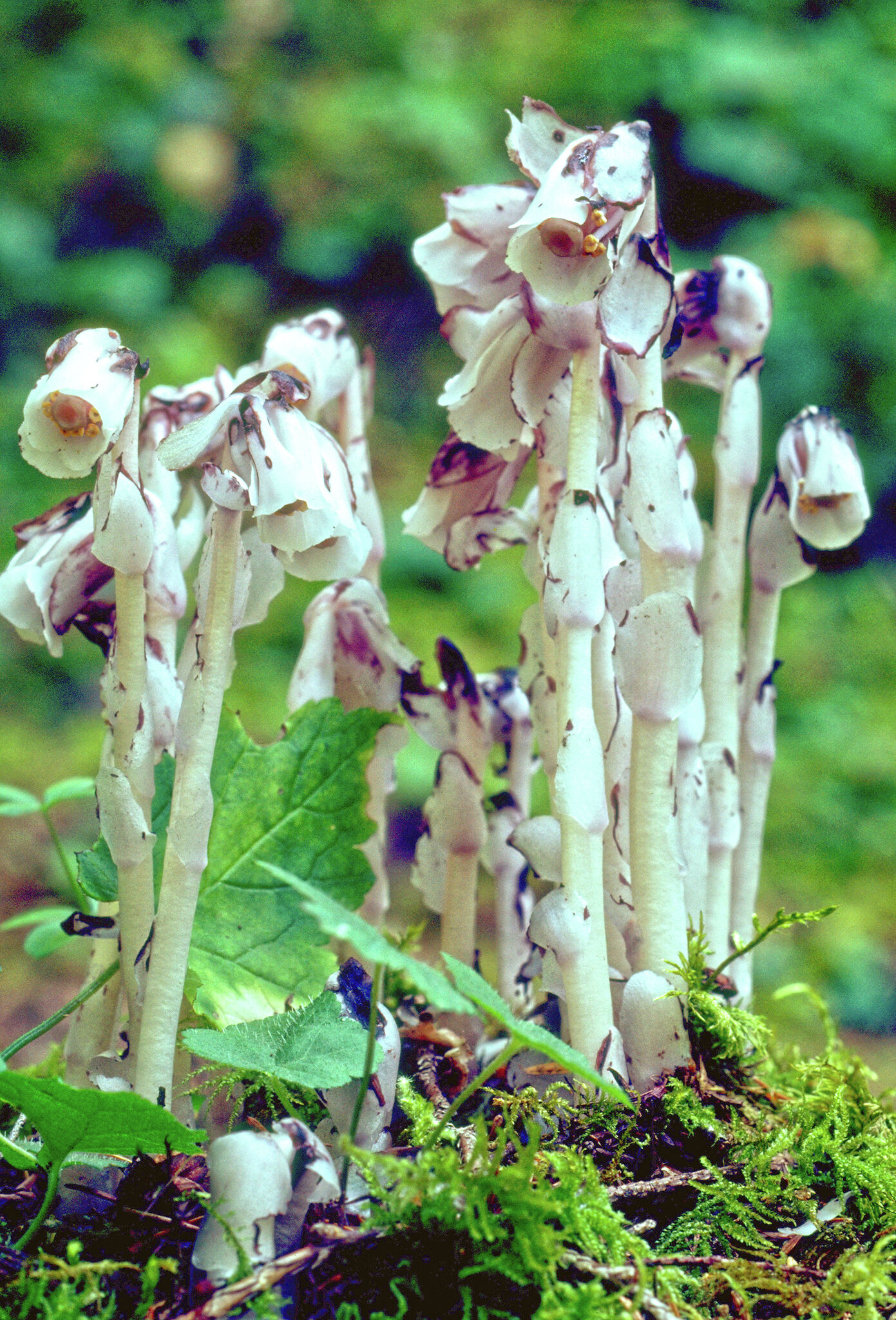 Ghost plant a native few are lucky enough to see