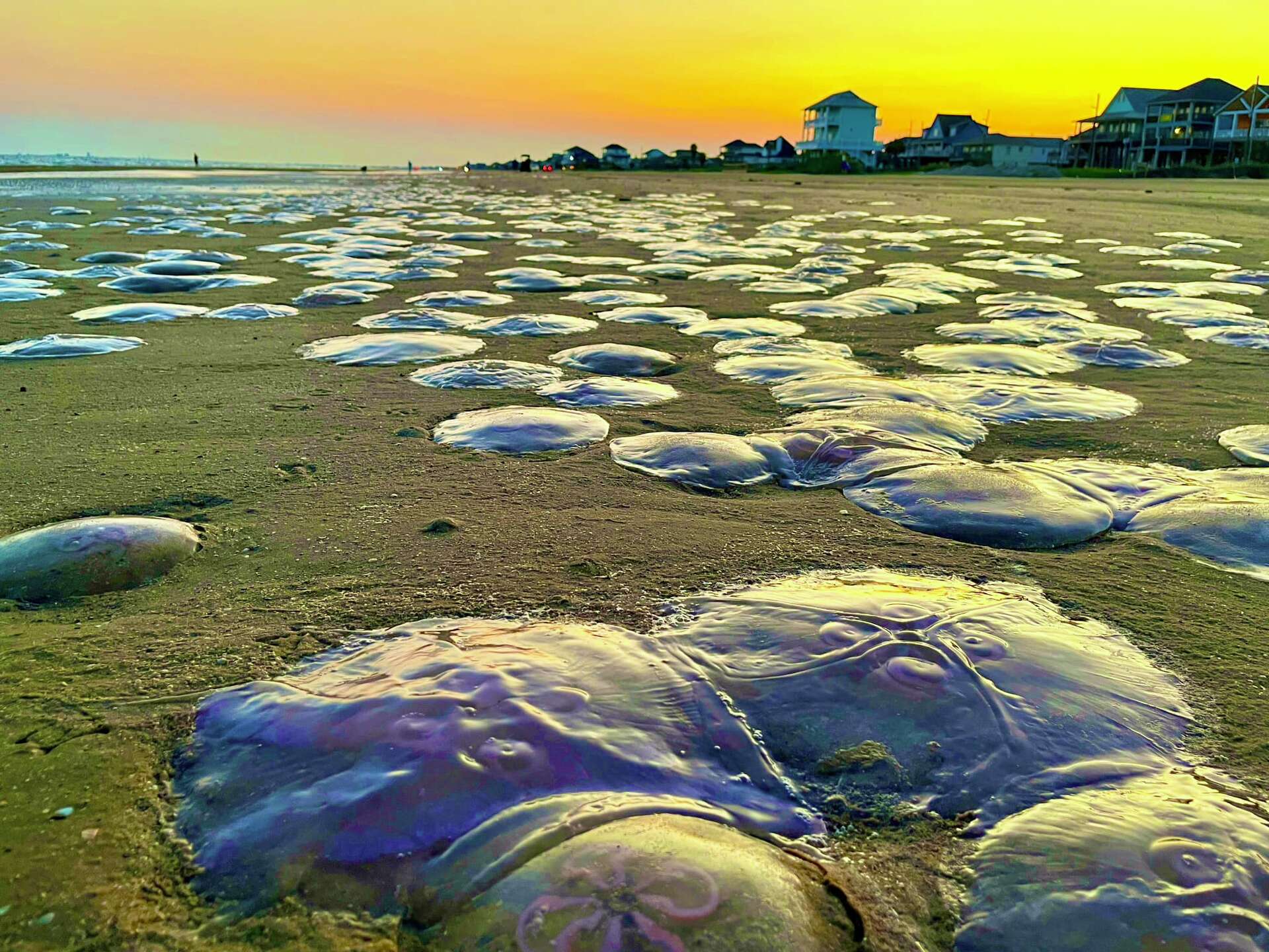 Startling number of moon jellyfish wash up on the Texas coast