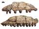 Rare bones of ancient sea monster found in Texas