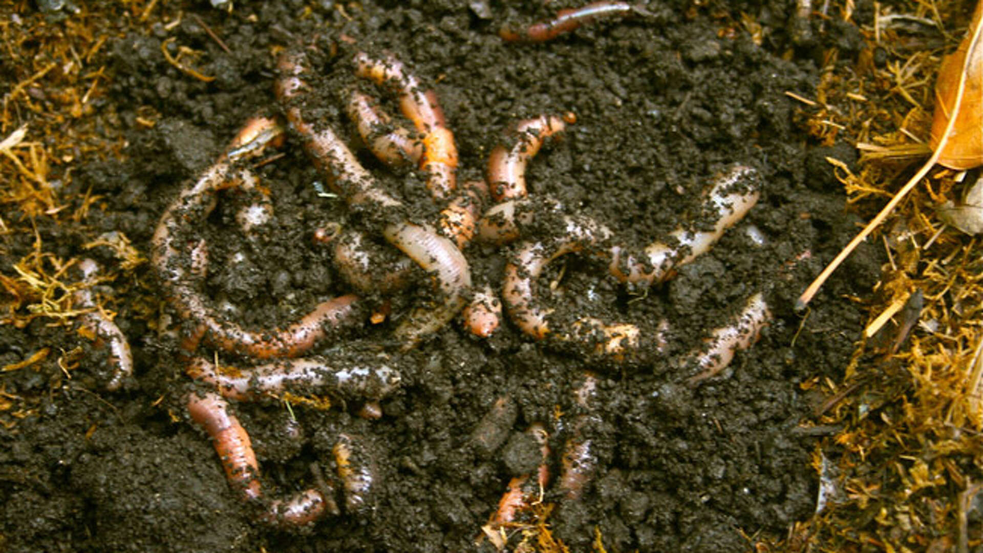 Earthworms enrich garden soils by composting