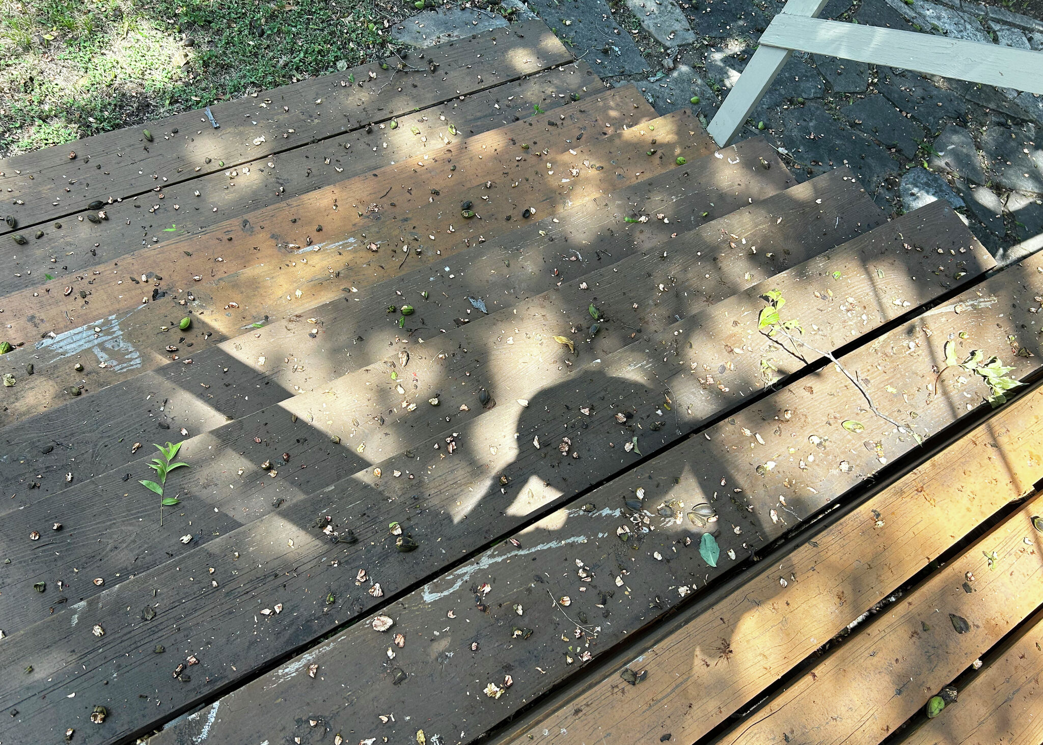Squirrels can't resist early pecan tree harvest