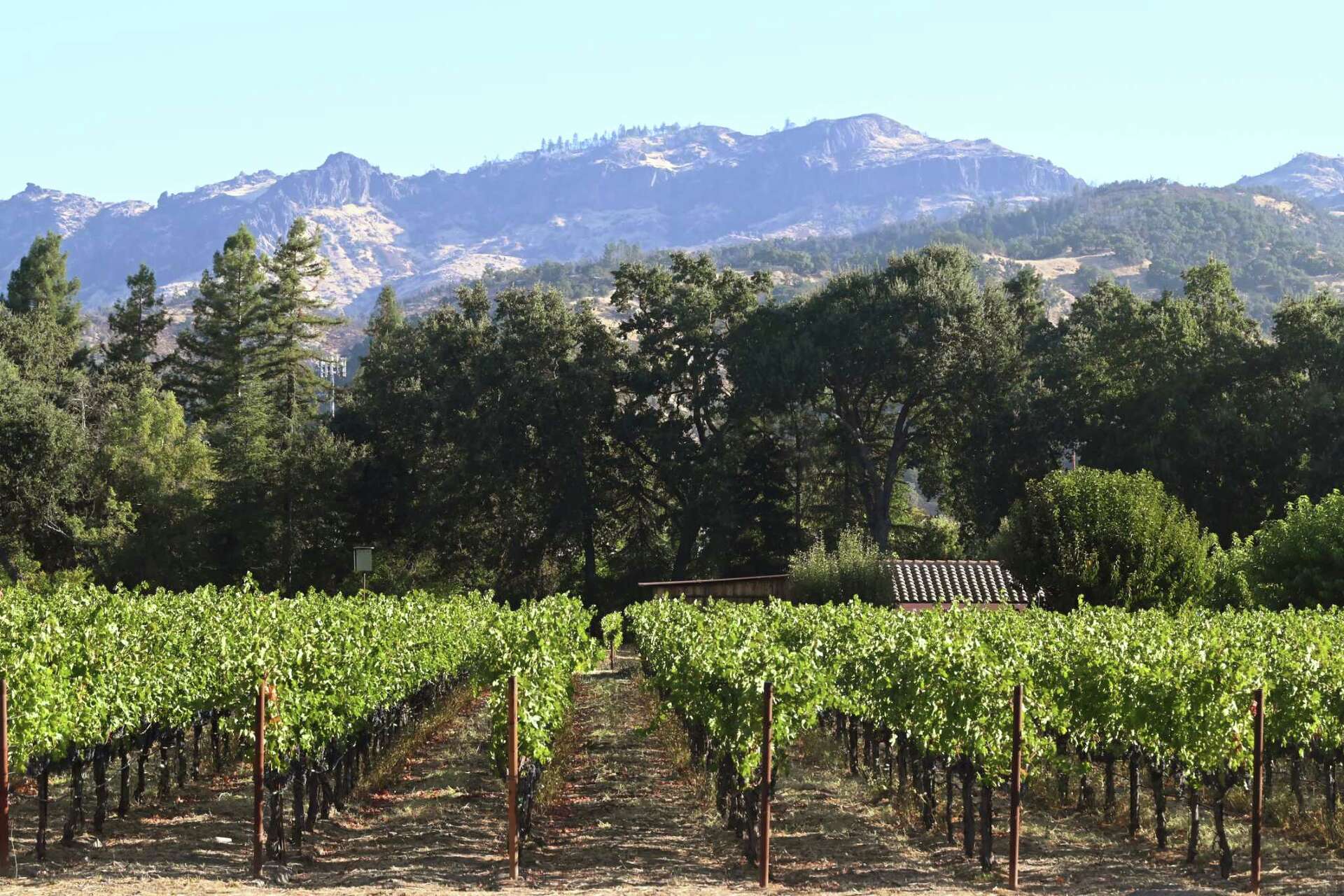 California wine growers slash grape prices. No one is buying.