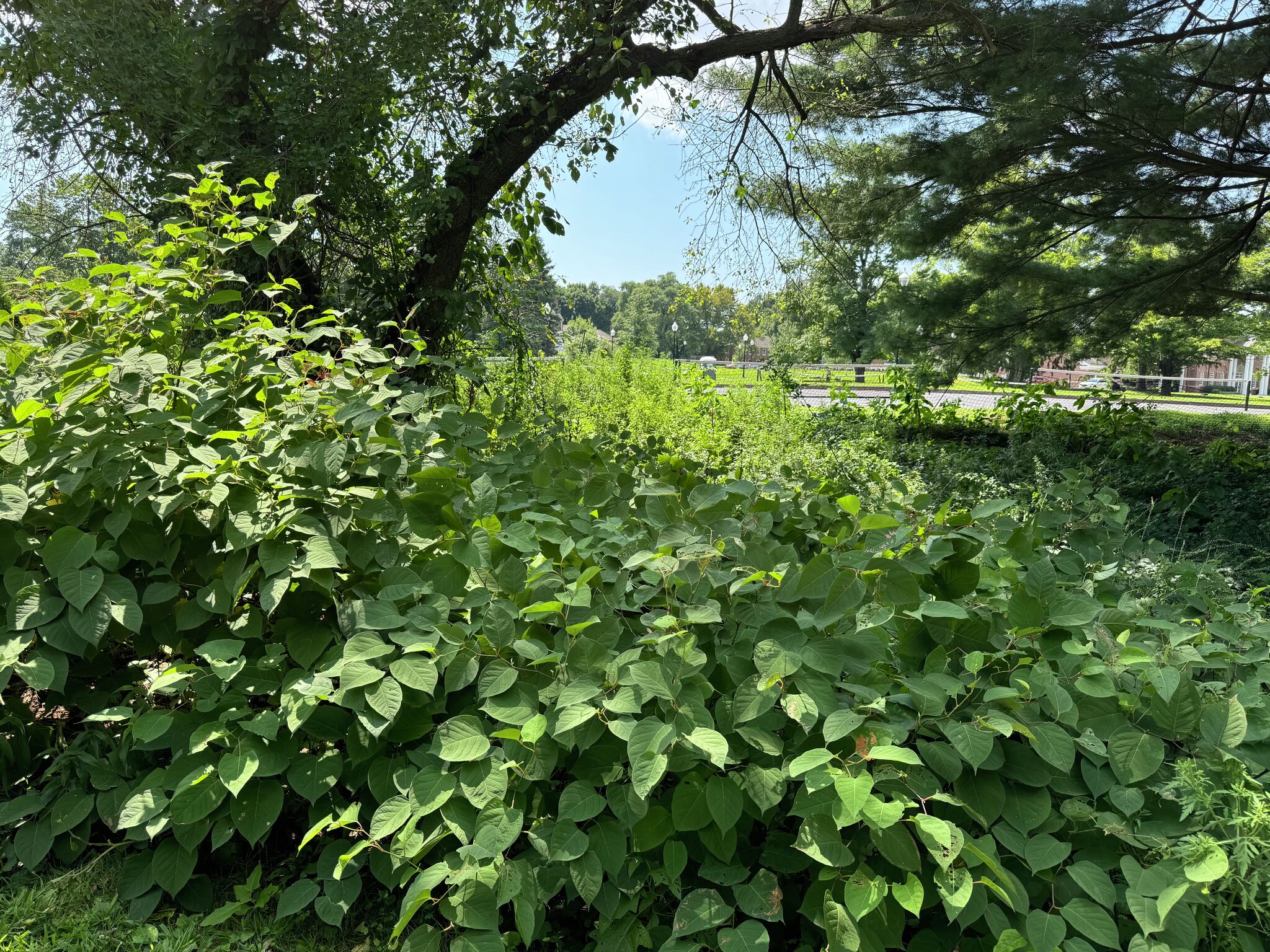 Japanese knotweed is threatening native plants in Connecticut
