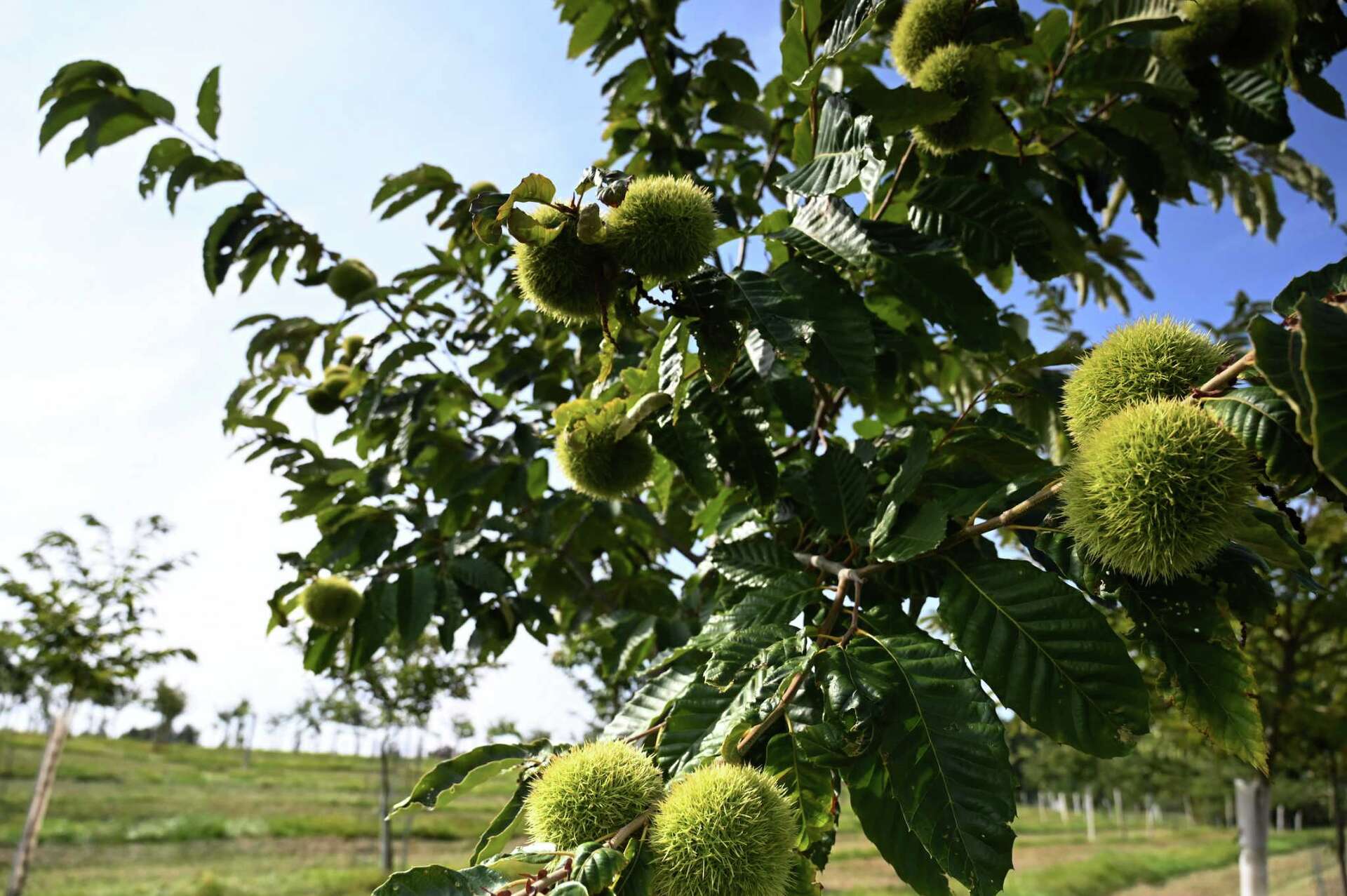 First-generation farmer finds a market for chestnuts