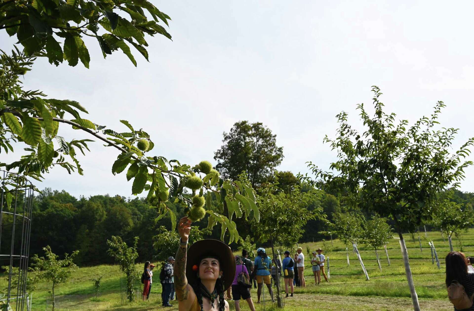 First-generation farmer finds a market for chestnuts