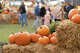 A guide to 8 fall festivals in the Texas Hill Country
