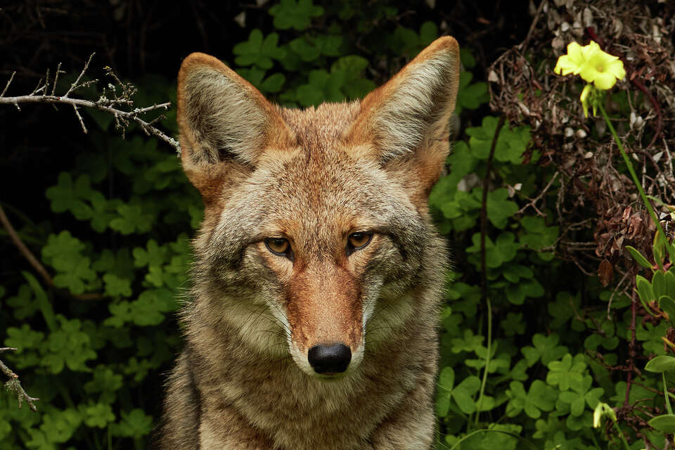 SF's coyotes are going after an unexpected source of prey, study shows