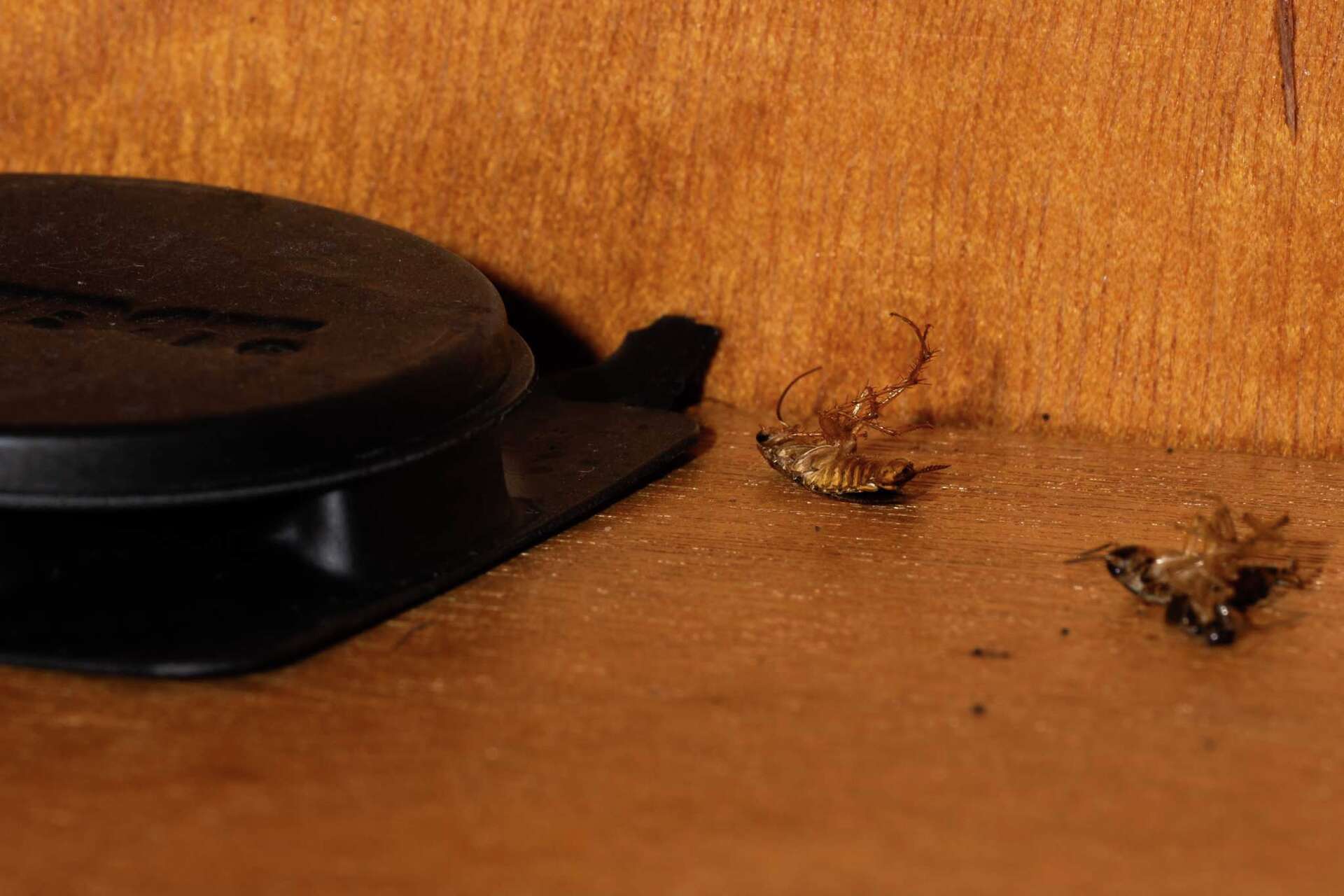 Roach infestation at Berkeley senior home sparks finger pointing