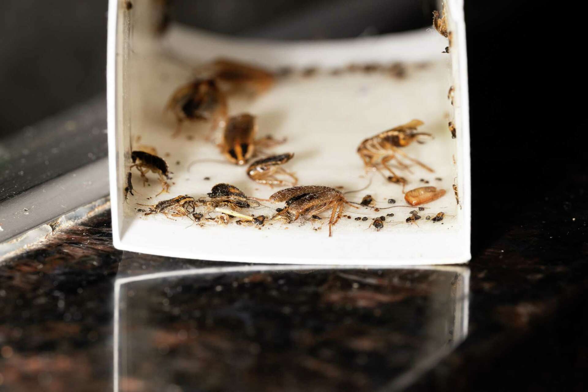 Roach infestation at Berkeley senior home sparks finger pointing