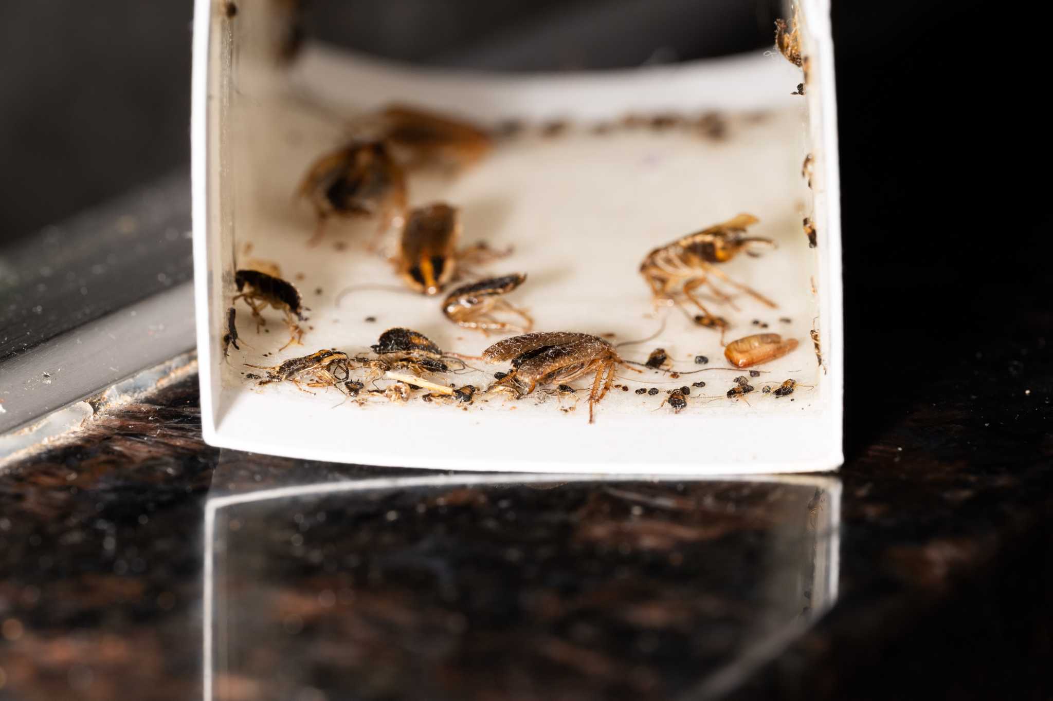 Roach infestation at Berkeley senior home sparks finger pointing