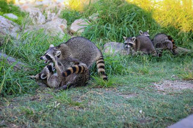 Popular raccoon colony is a hidden Galveston gem
