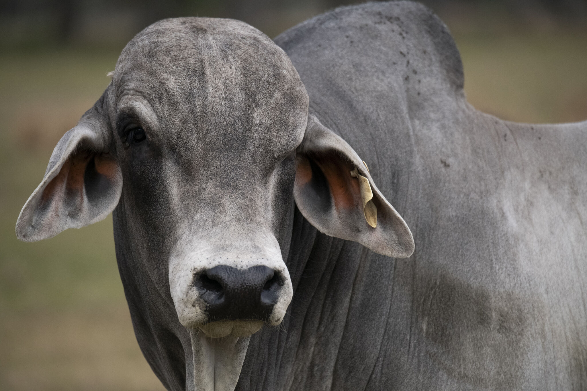 Brahma bull caught on camera roaming Saint Hedwig neighborhood