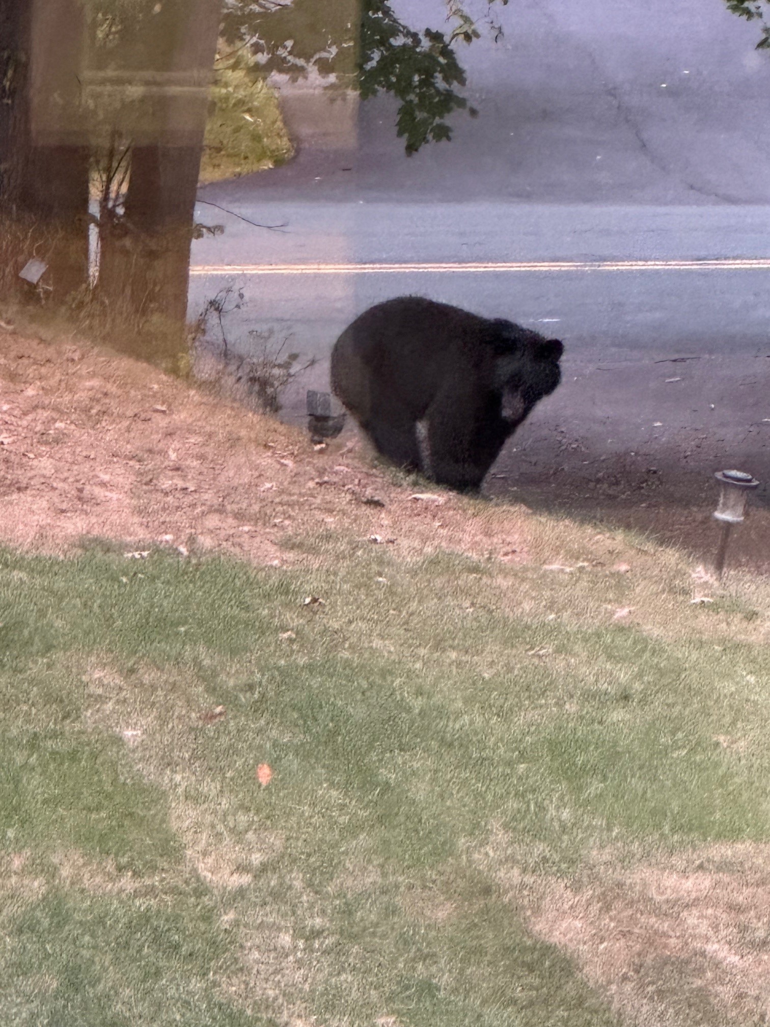 Recess canceled after bear spotted near East Greenbush school