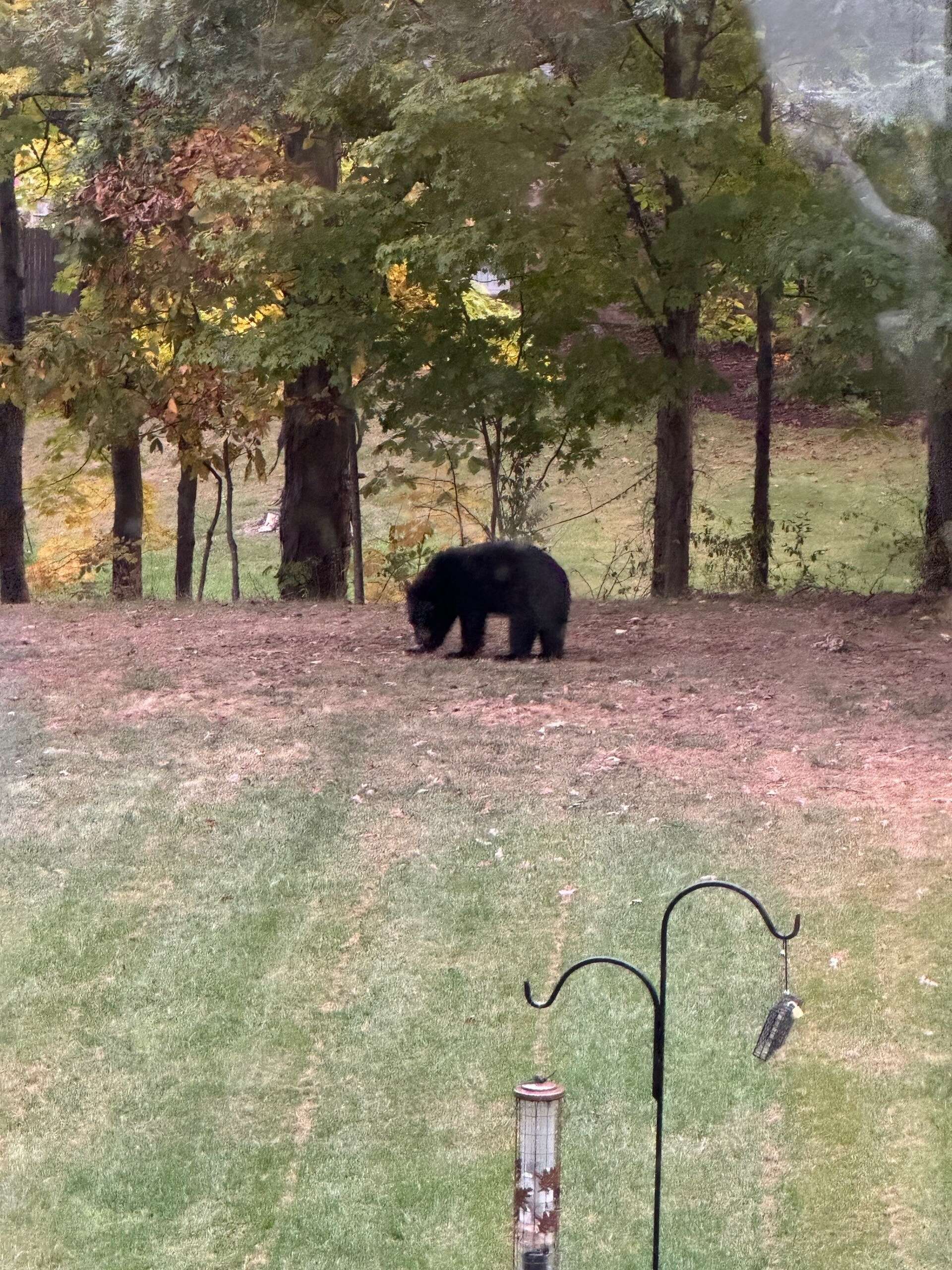 Bear spotted in Schodack yard