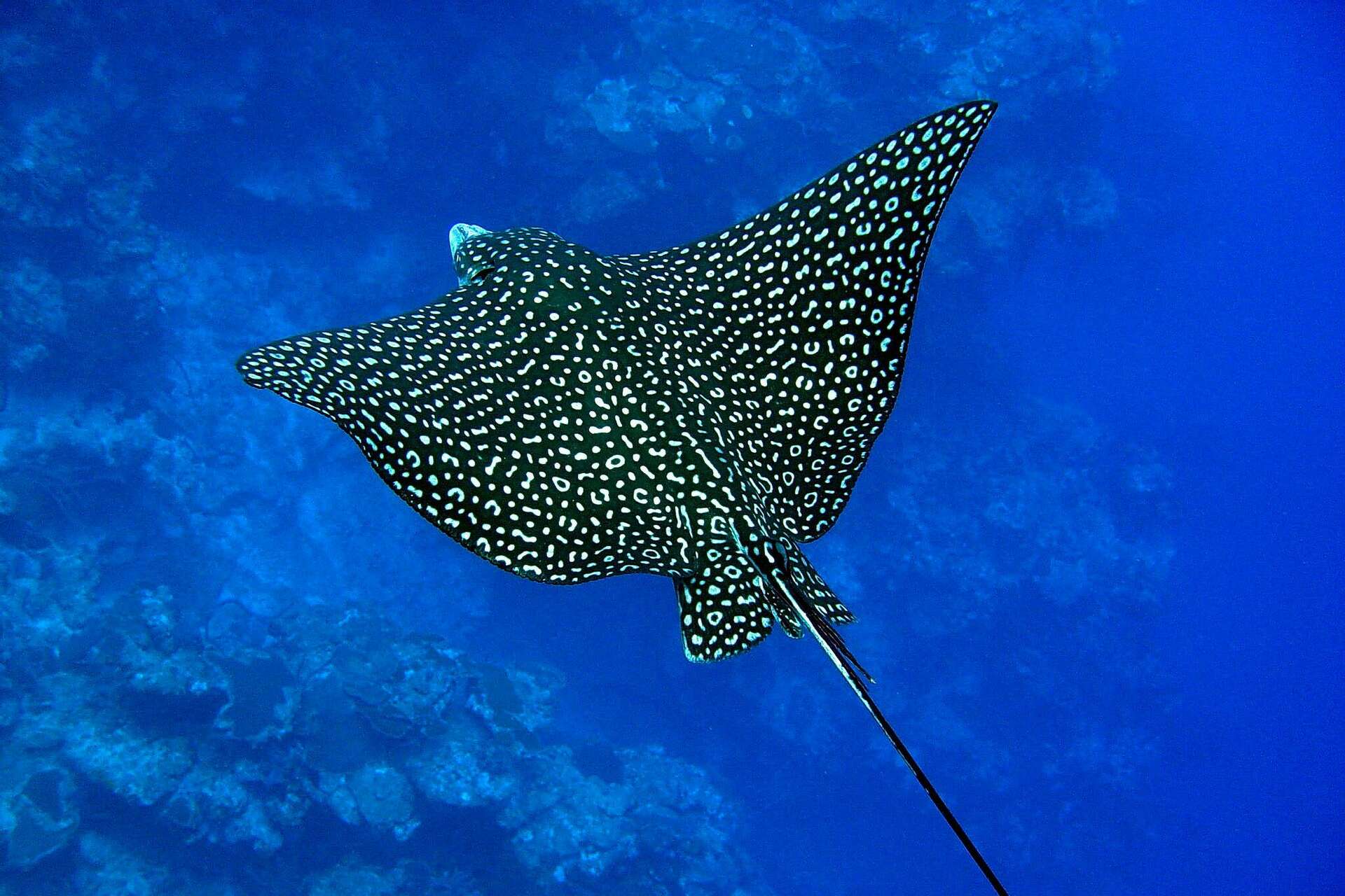 One of the largest rays in the world seen near Texas