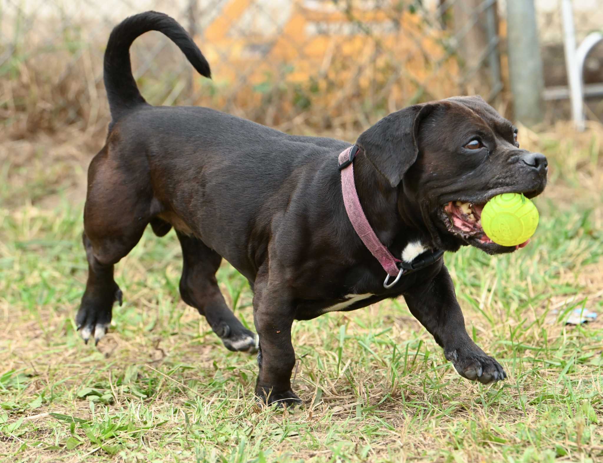 Troy is housing stray dogs at its DPW garage as a short-term fix