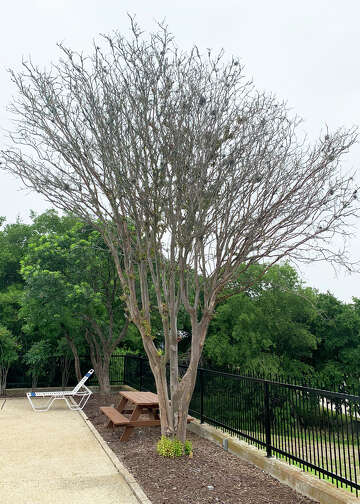 Community pool impacted by damaged crape myrtles