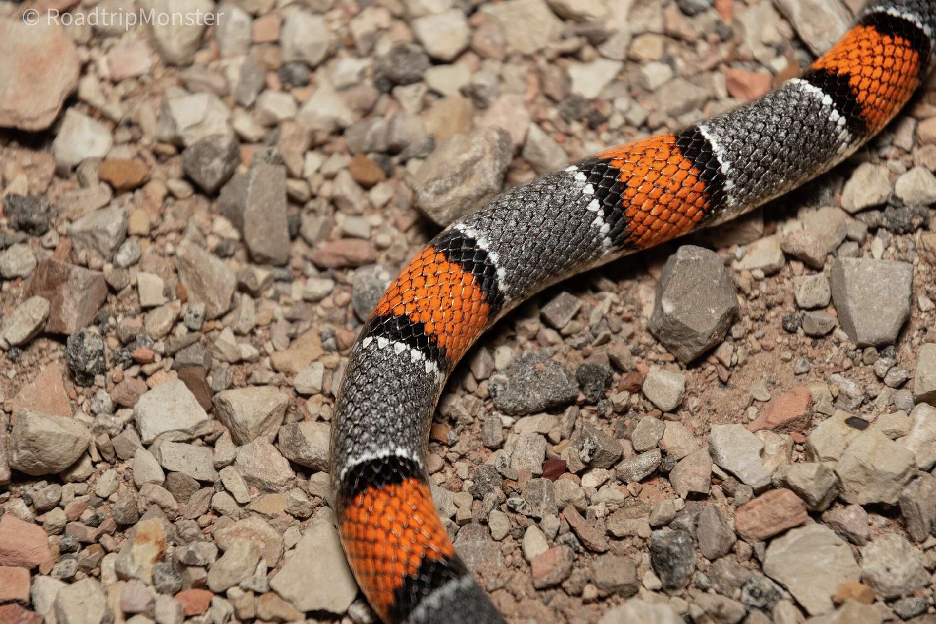 Stunning snake rarely seen by humans is spotted in Texas