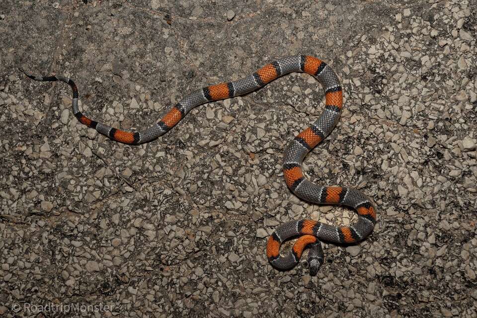 Stunning snake rarely seen by humans is spotted in Texas