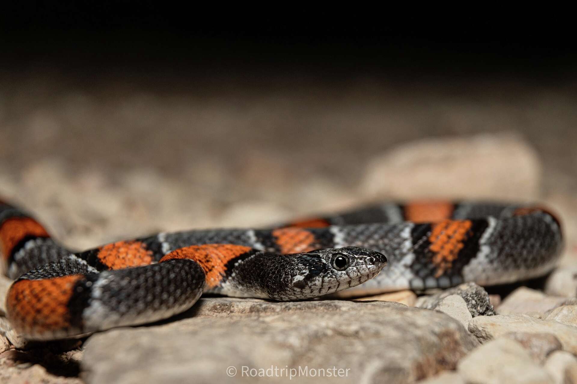 Stunning snake rarely seen by humans is spotted in Texas