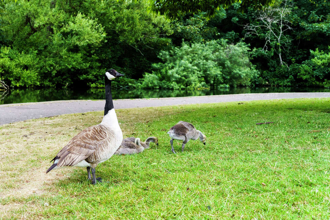 State officials approve cull program for nuisance geese