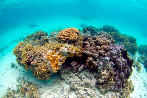 Coral may be listed as endangered, threatened