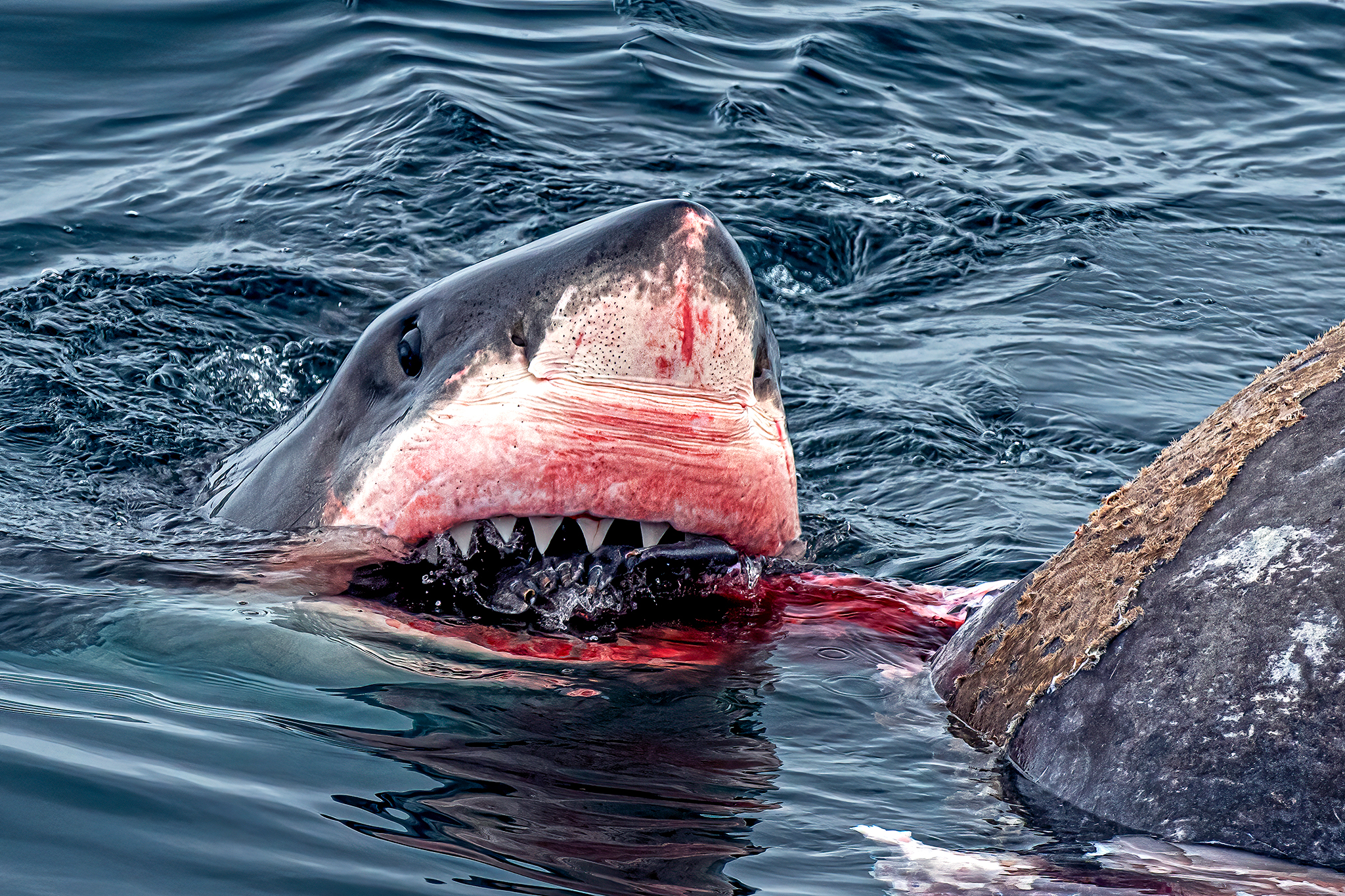 Photo shows great white shark predation event off California coast