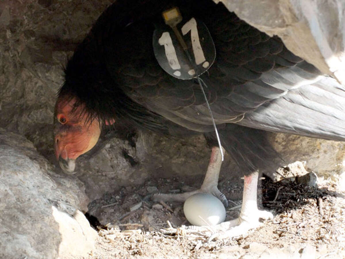 Condor egg successfully hatches in California