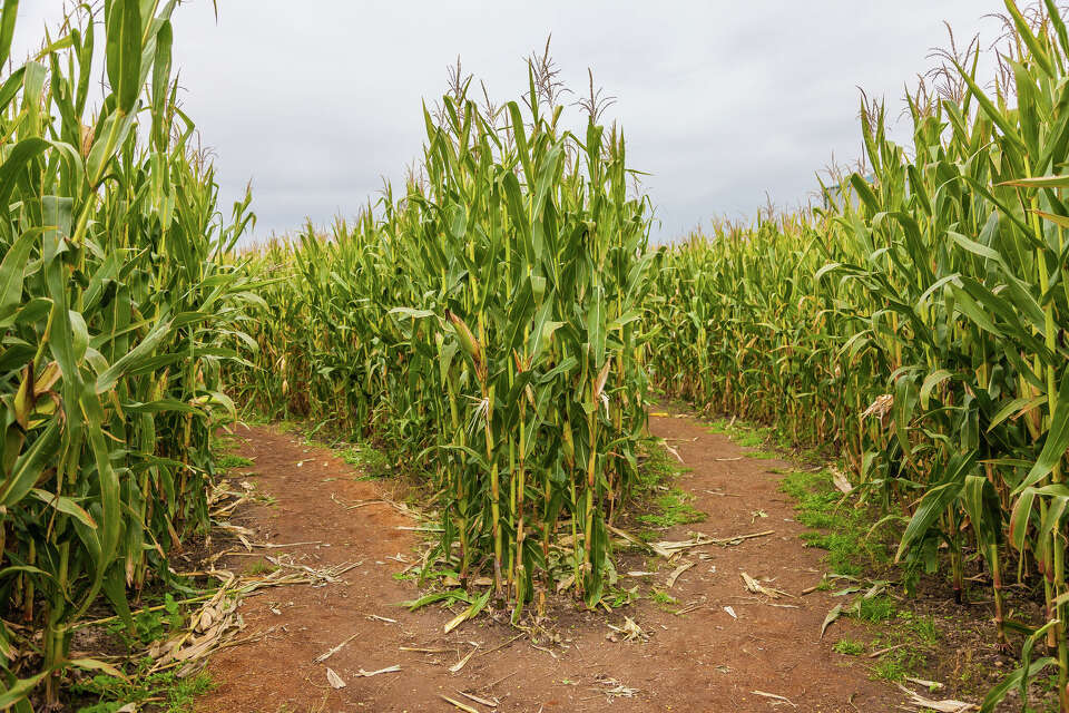 Experience the World's Largest John Deere-themed Corn Maze in Illinois