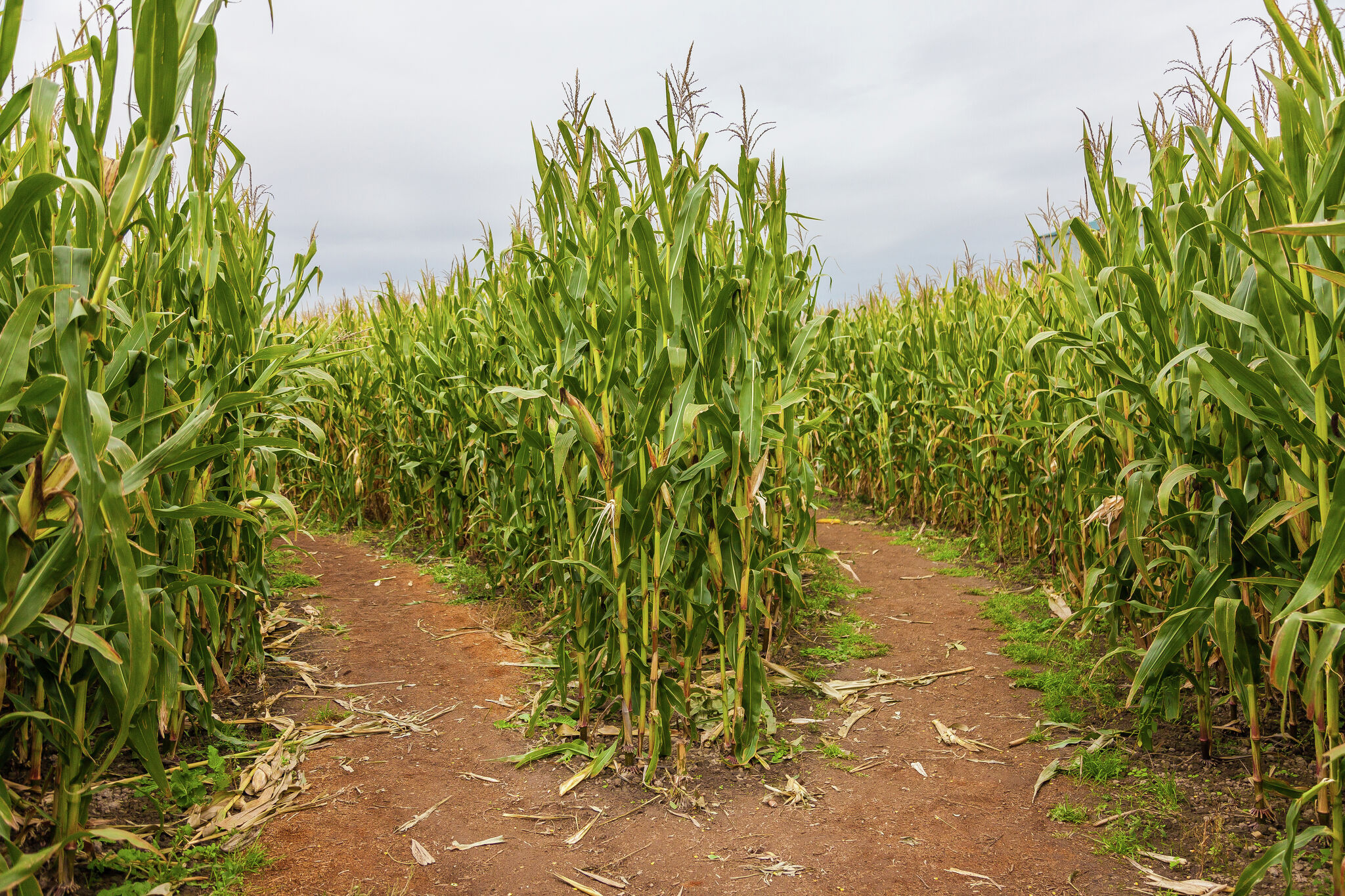 Experience the World's Largest John Deere-themed Corn Maze in Illinois