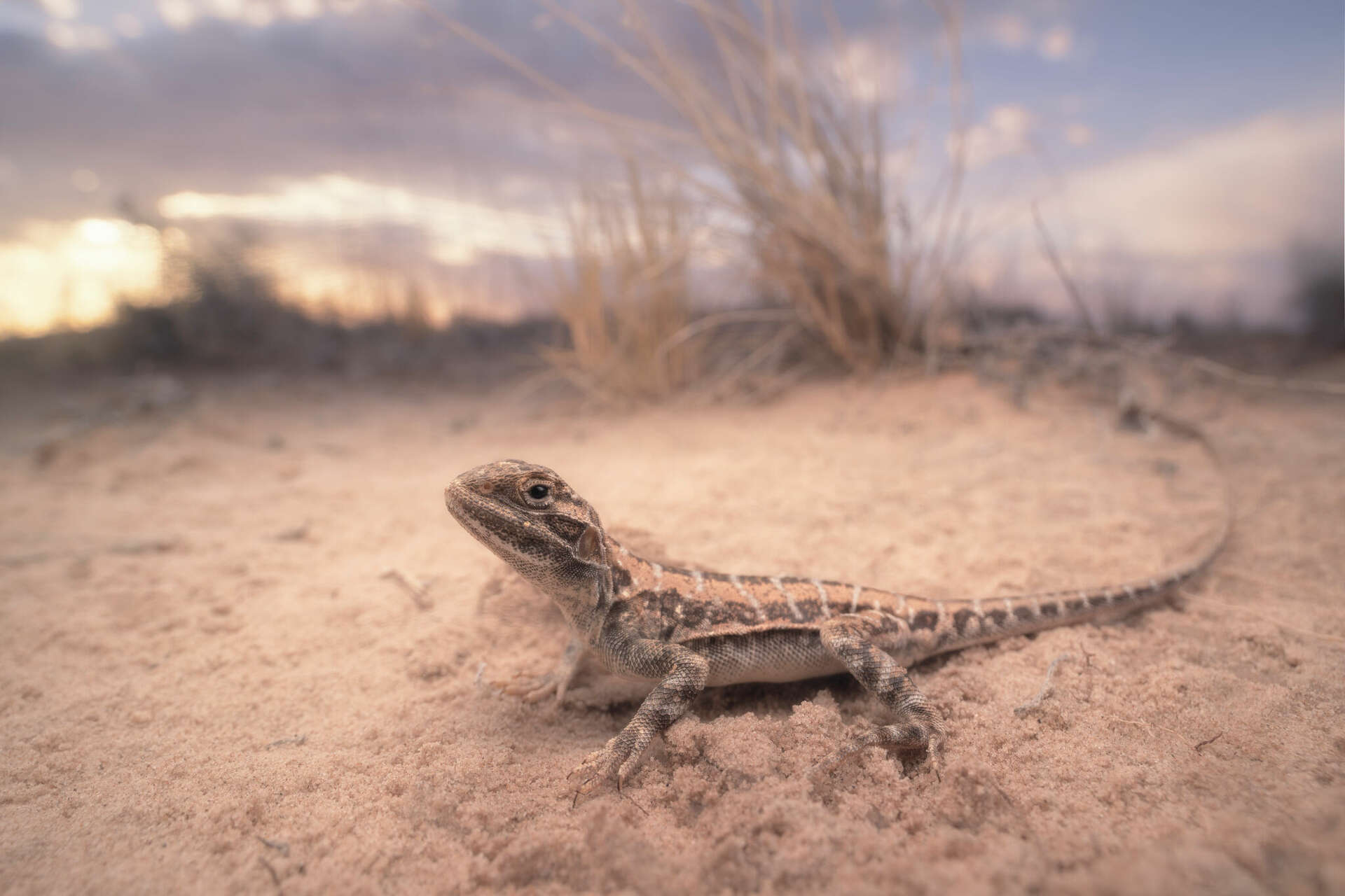 Texas AG's office sues federal government over tiny lizard