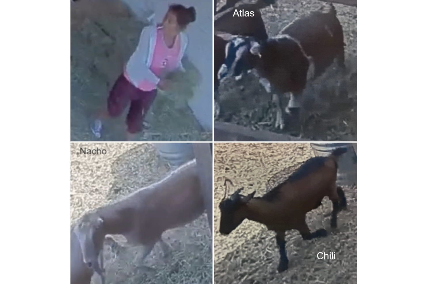 Suspect sought in theft of goats from Bay Area home
