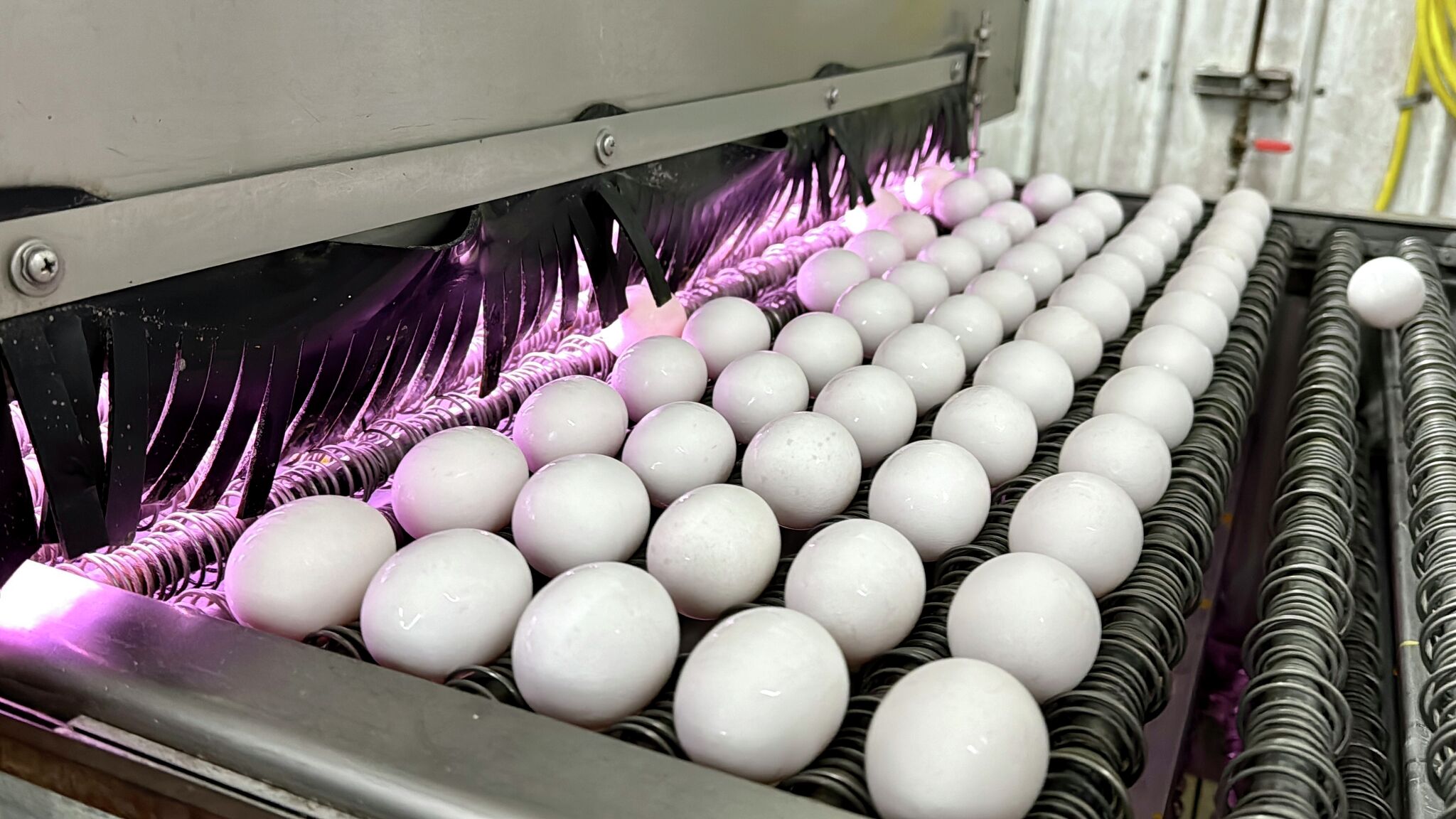 What to know about bird flu in CT amid poultry deaths, egg shortages