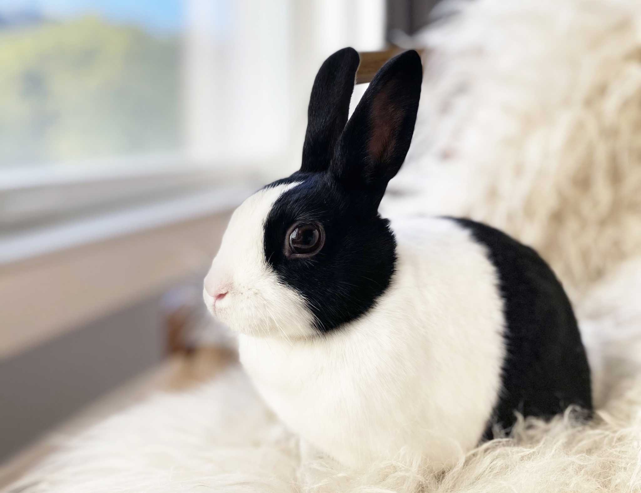 Petco ends rabbit sales nationwide following Bay Area protests
