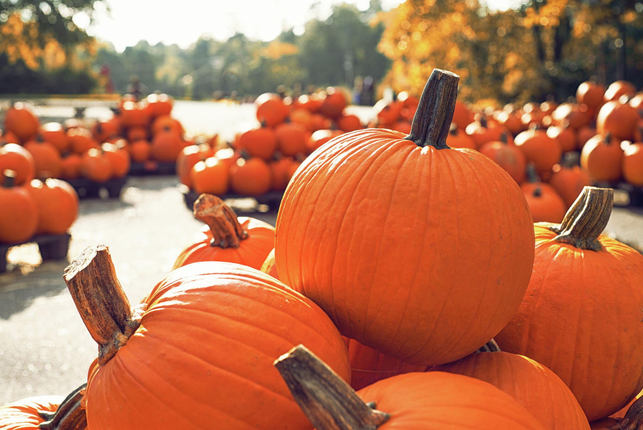 Master the art of roasting pumpkin seeds this Halloween season
