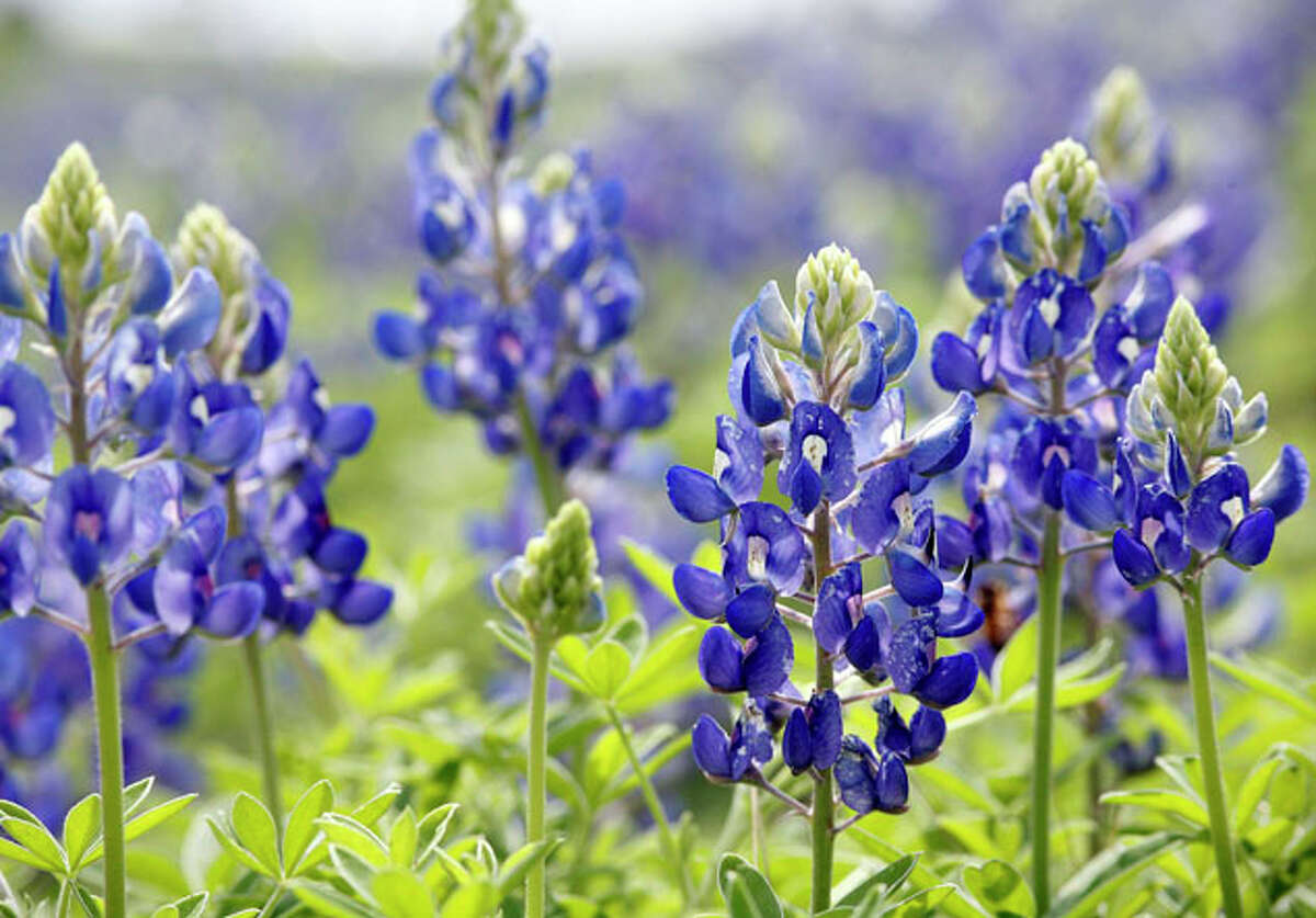 Bluebonnets in San Antonio and beyond
