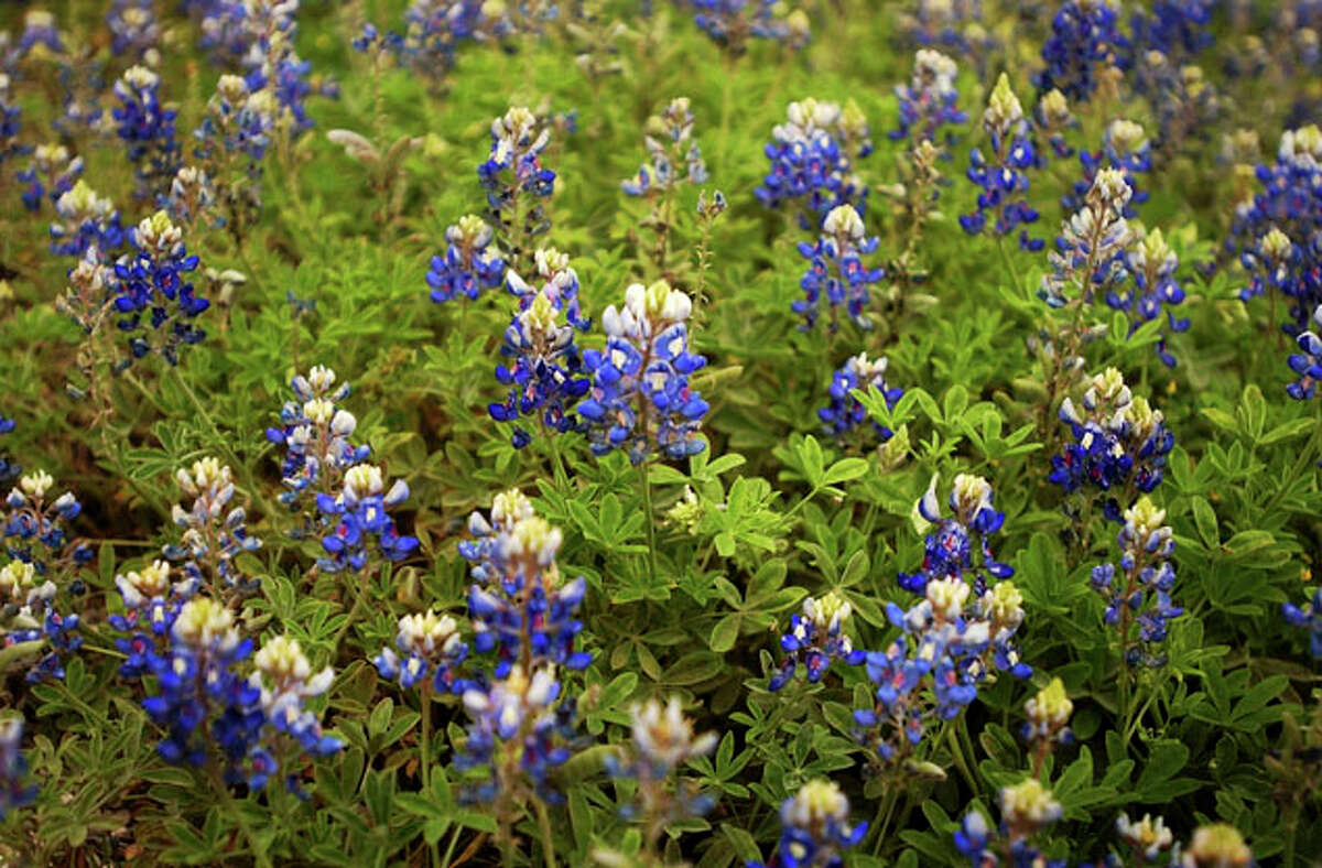 Bluebonnets in San Antonio and beyond