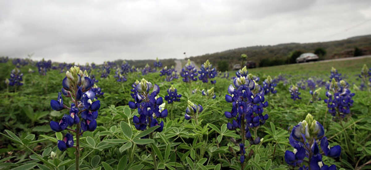 Bluebonnets in San Antonio and beyond
