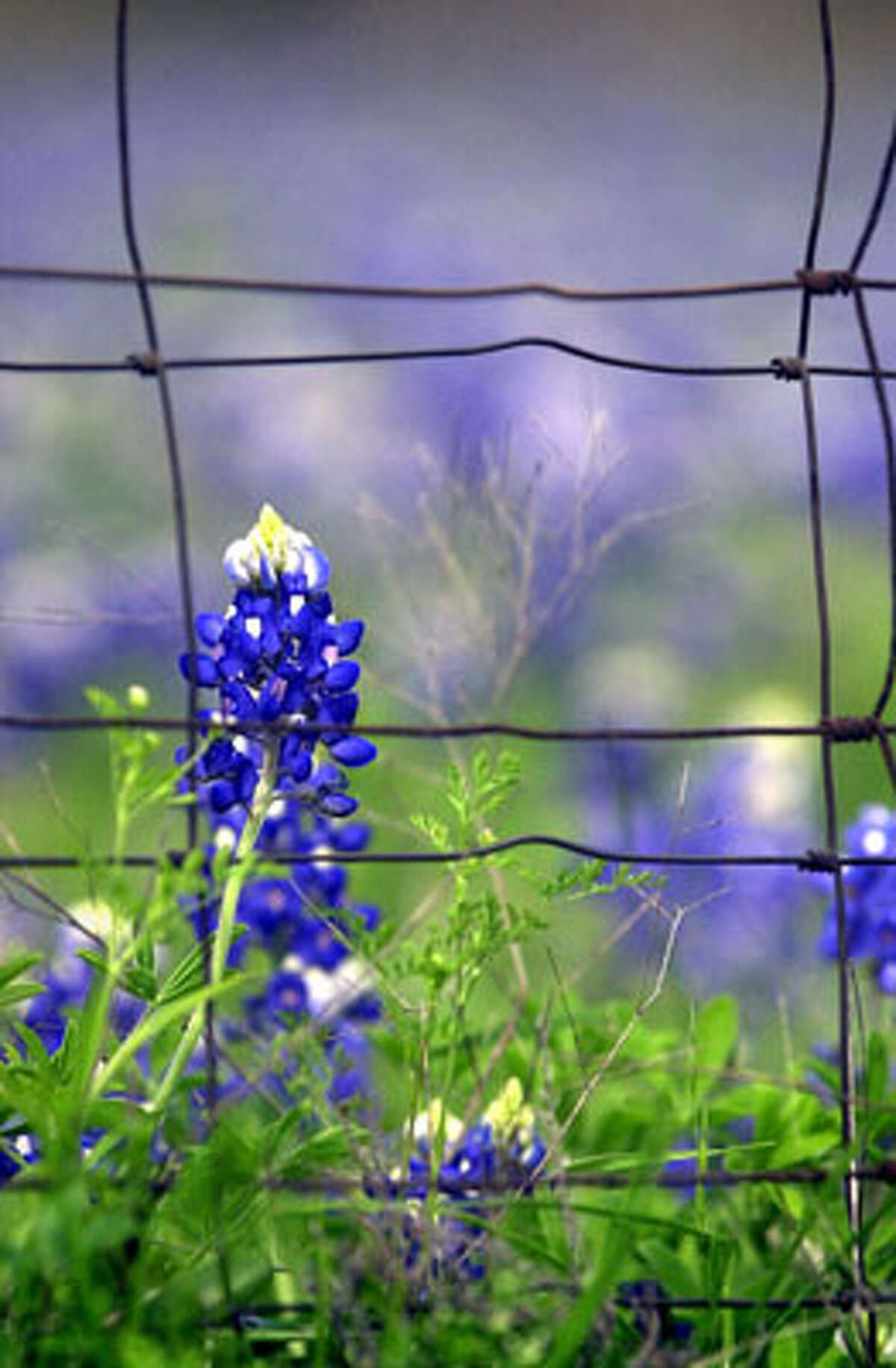 Bluebonnets in San Antonio and beyond